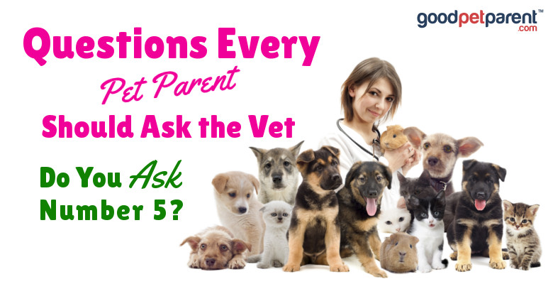 Questions Every Pet Parent Should Ask the Vet - Good Pet Parent