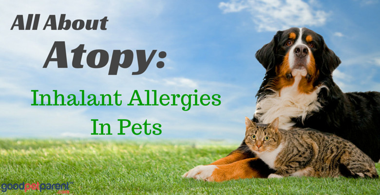 All About Atopy: Inhalant Allergies In Pets - Good Pet Parent