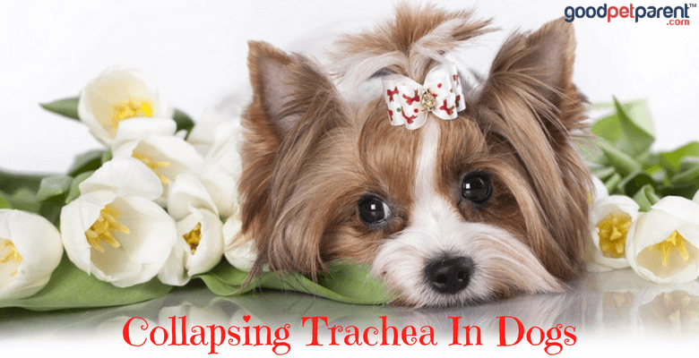 How Serious Is A Collapsed Trachea In Dogs