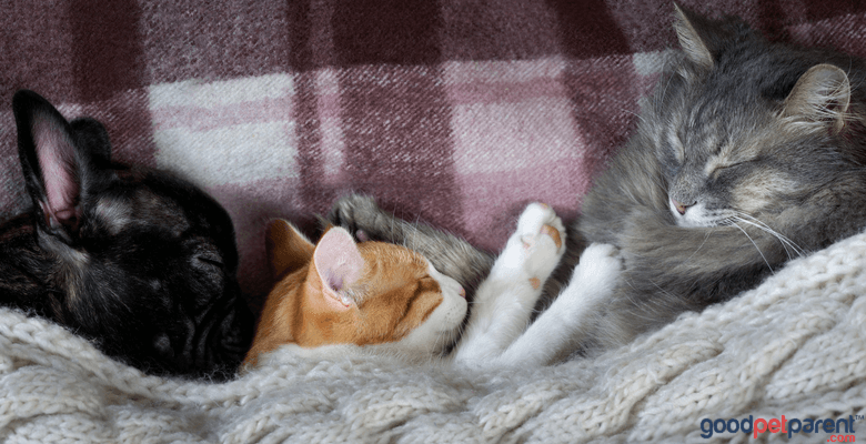 Introducing A New Pet Into Your Home - Good Pet Parent